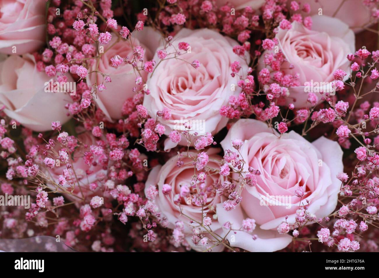 Perfectly pink roses bouquet hi-res stock photography and images - Alamy