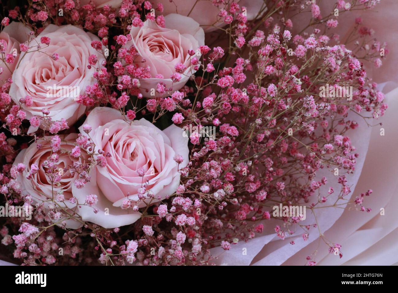 Beautiful Pink Roses Stock Photo - Alamy