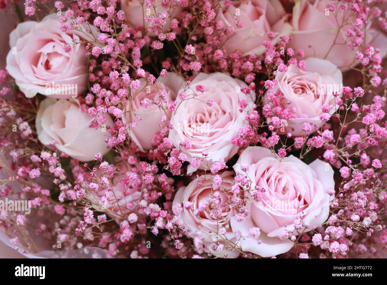 Perfectly pink roses bouquet hi-res stock photography and images - Alamy