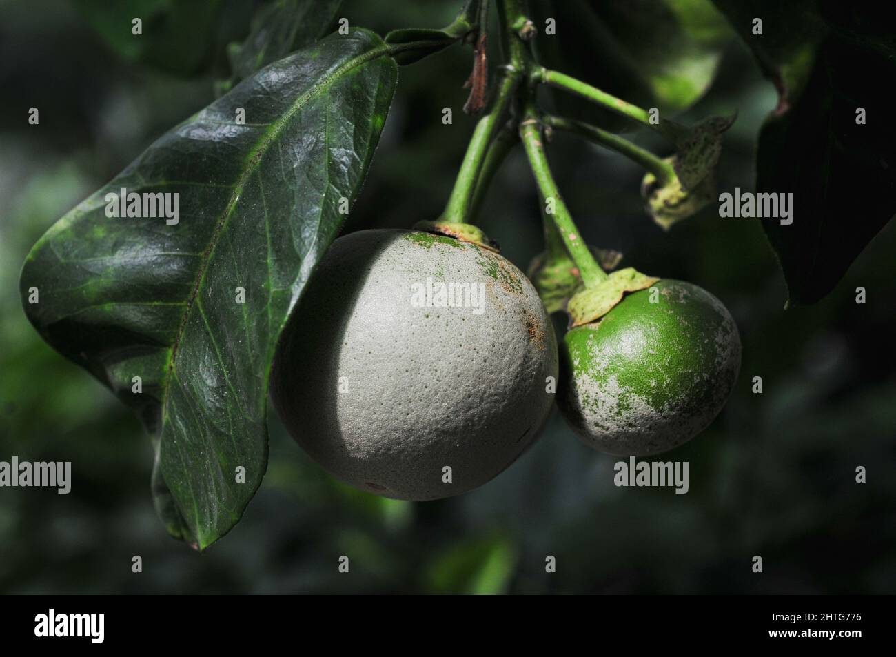 Nuts growing in Bergius Botanic Garden Stock Photo - Alamy