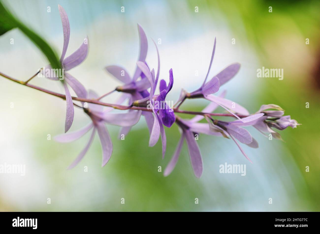 The Petrea Volubilis flower in Bergius Botanic Garden Stock Photo - Alamy