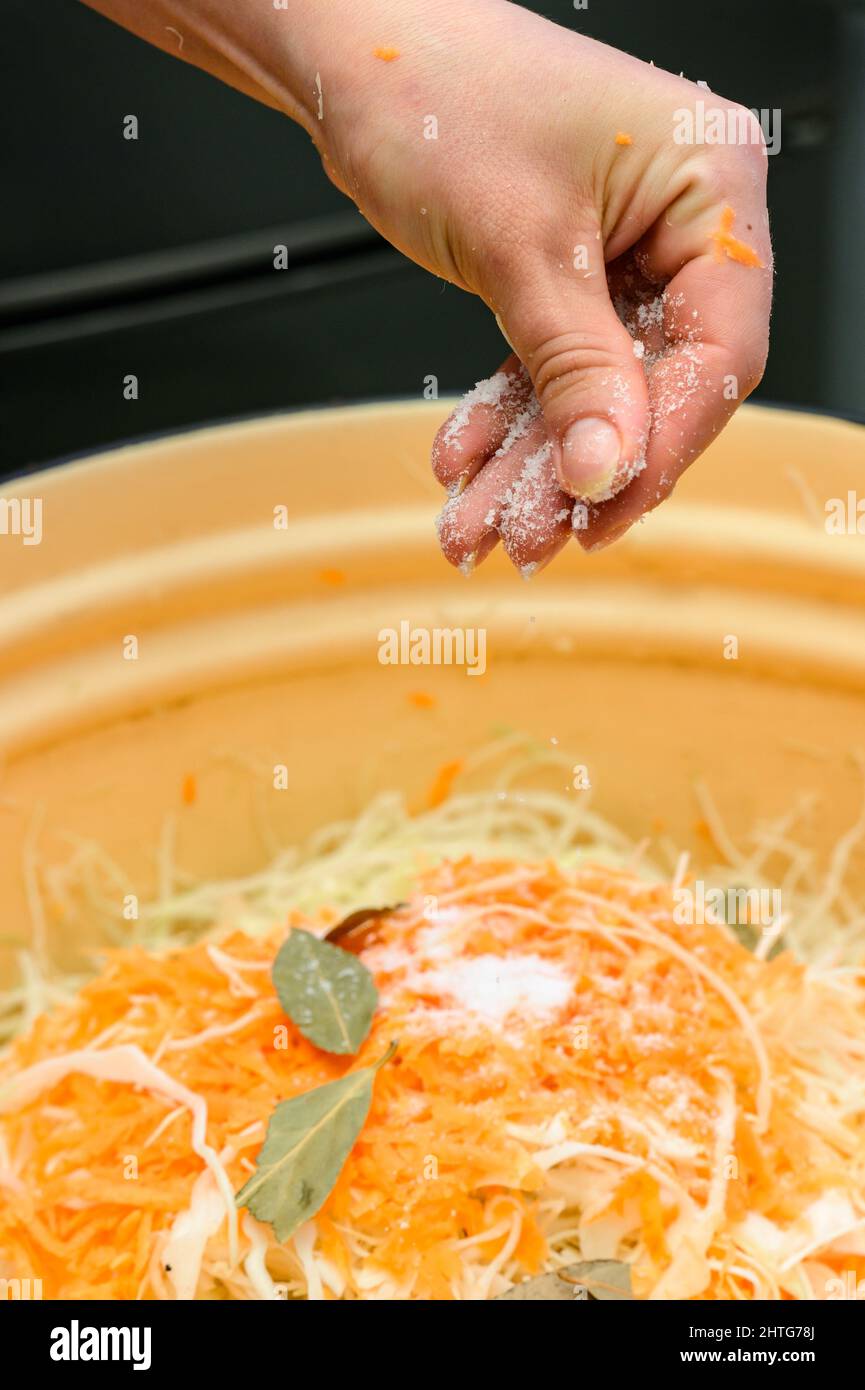 Pickled cabbage close up, woman salting cabbage for sourdough, cooking ...