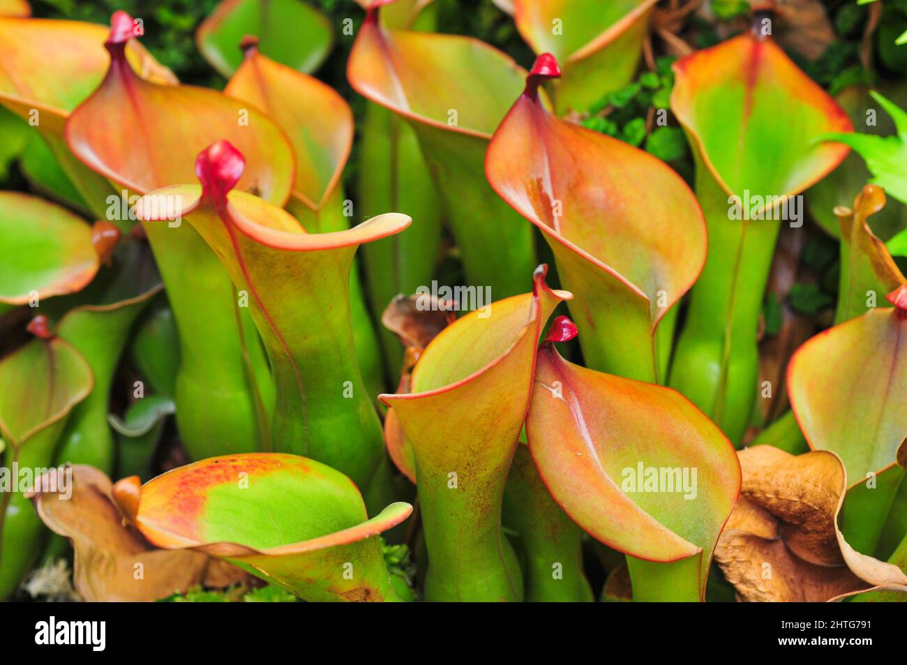Heliamphora flowers in Bergius Botanic Garden Stock Photo - Alamy