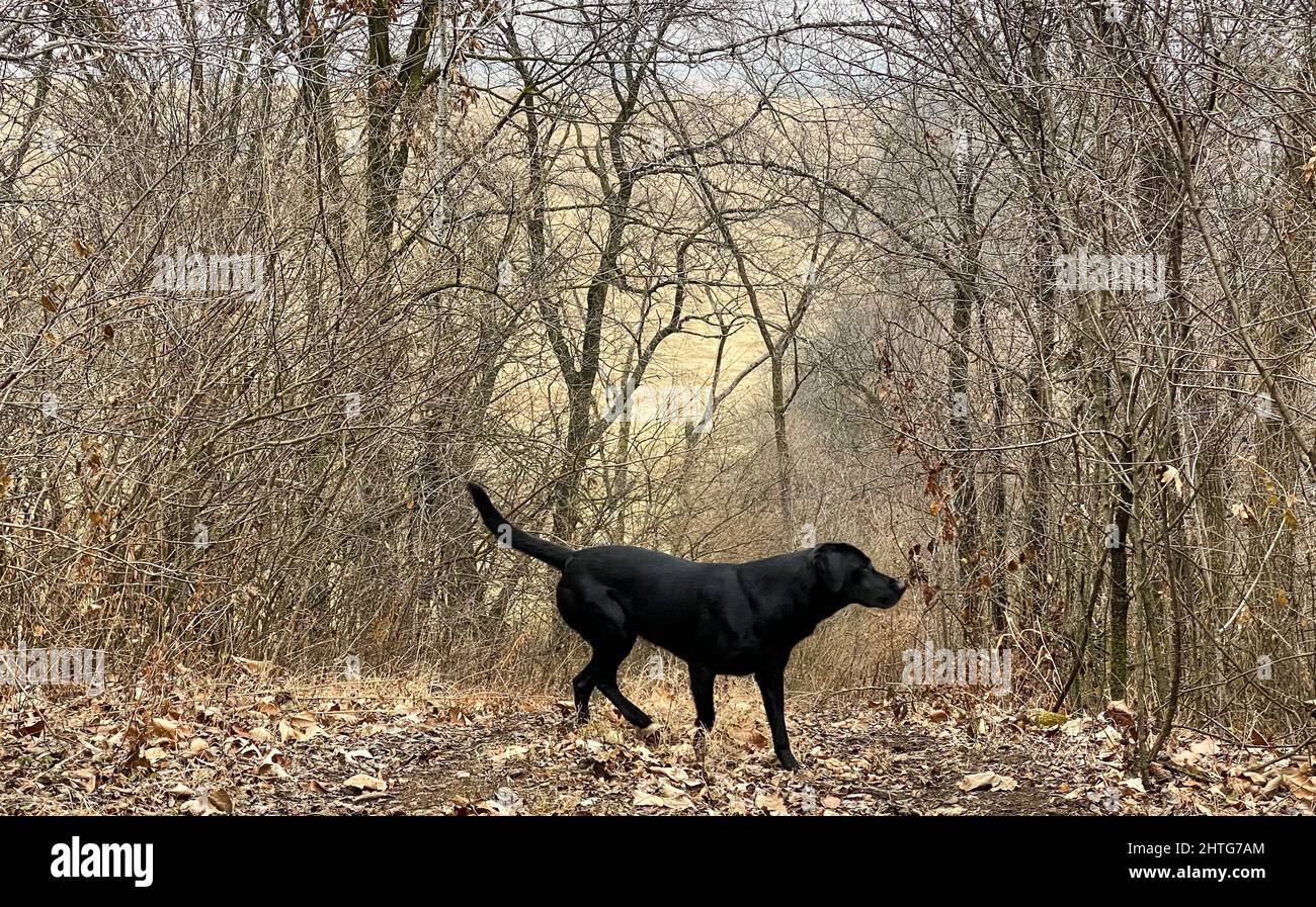 Black labrador retriever running around in a field at daytime Stock ...