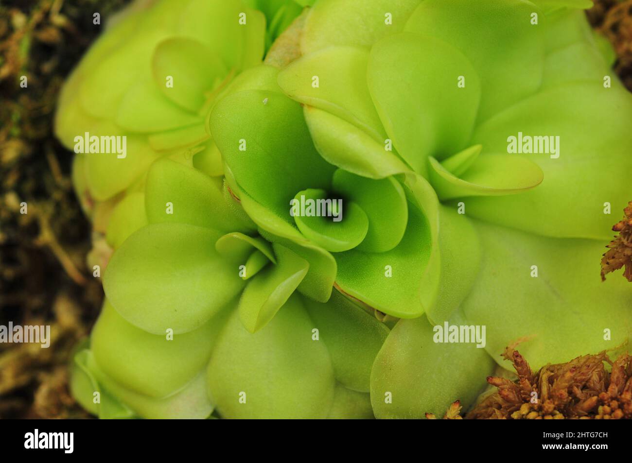 Pinguicula plant in Bergius Botanic Garden Stock Photo - Alamy