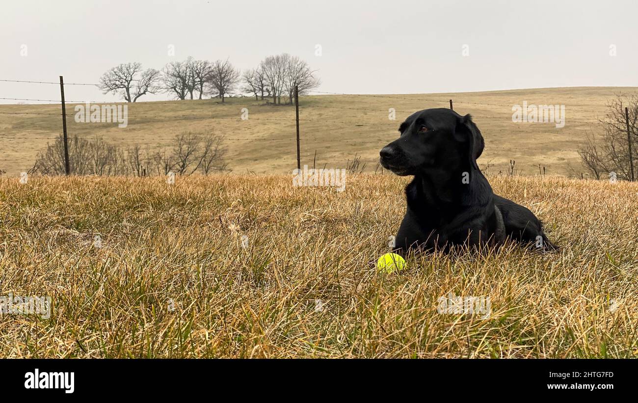 Black labrador retriever playing with a ball in a field at daytime ...