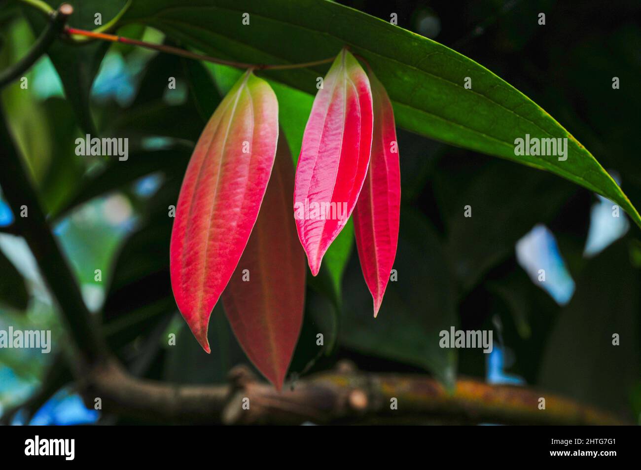 Red plants leaves in Bergius Botanic Garden Stock Photo - Alamy