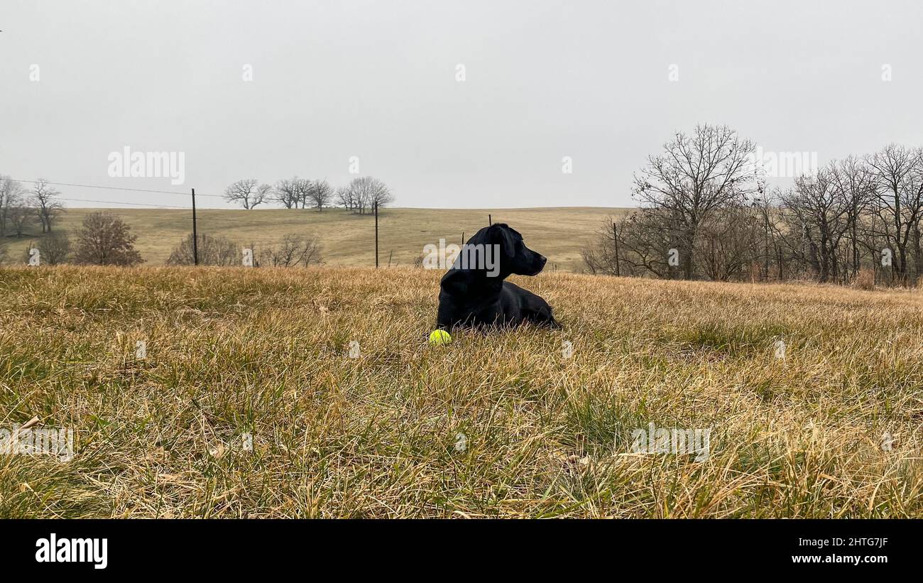 Black labrador retriever playing with a ball in a field at daytime ...
