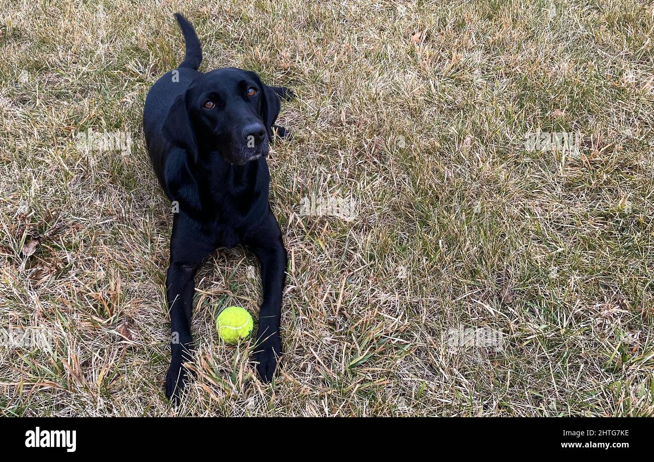 Black labrador retriever playing with a ball in a field at daytime ...