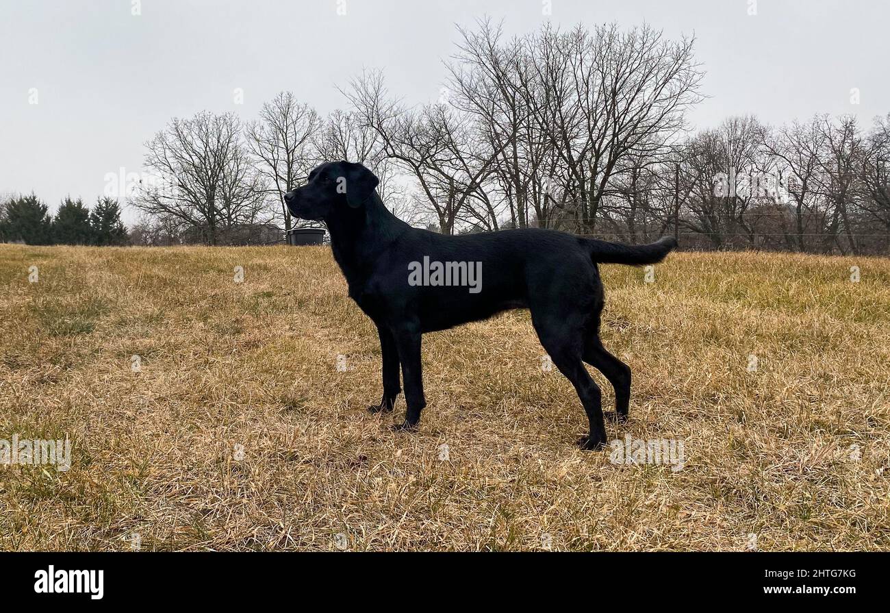Black labrador retriever running around in a field at daytime Stock ...