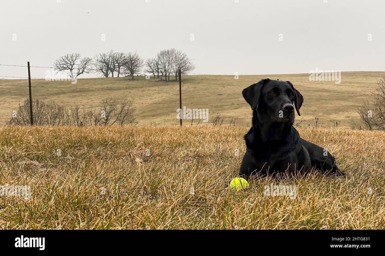Black labrador retriever playing with a ball in a field at daytime ...