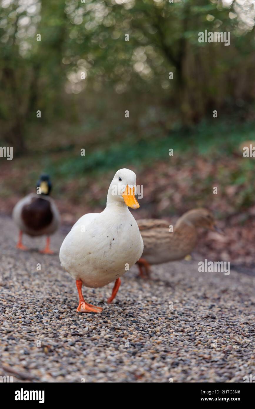 Ducks bottom hi-res stock photography and images - Alamy