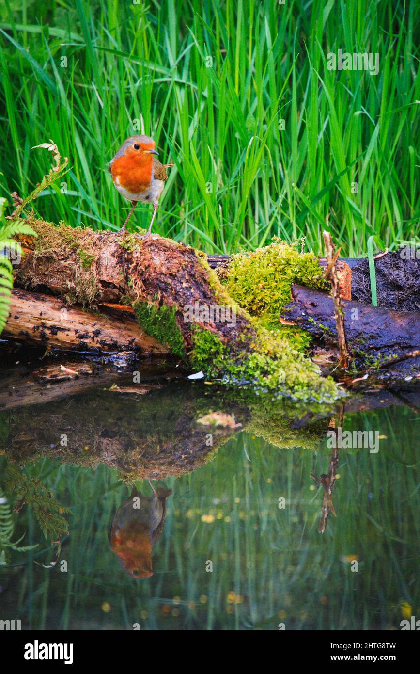 Riverside habitat hi-res stock photography and images - Alamy