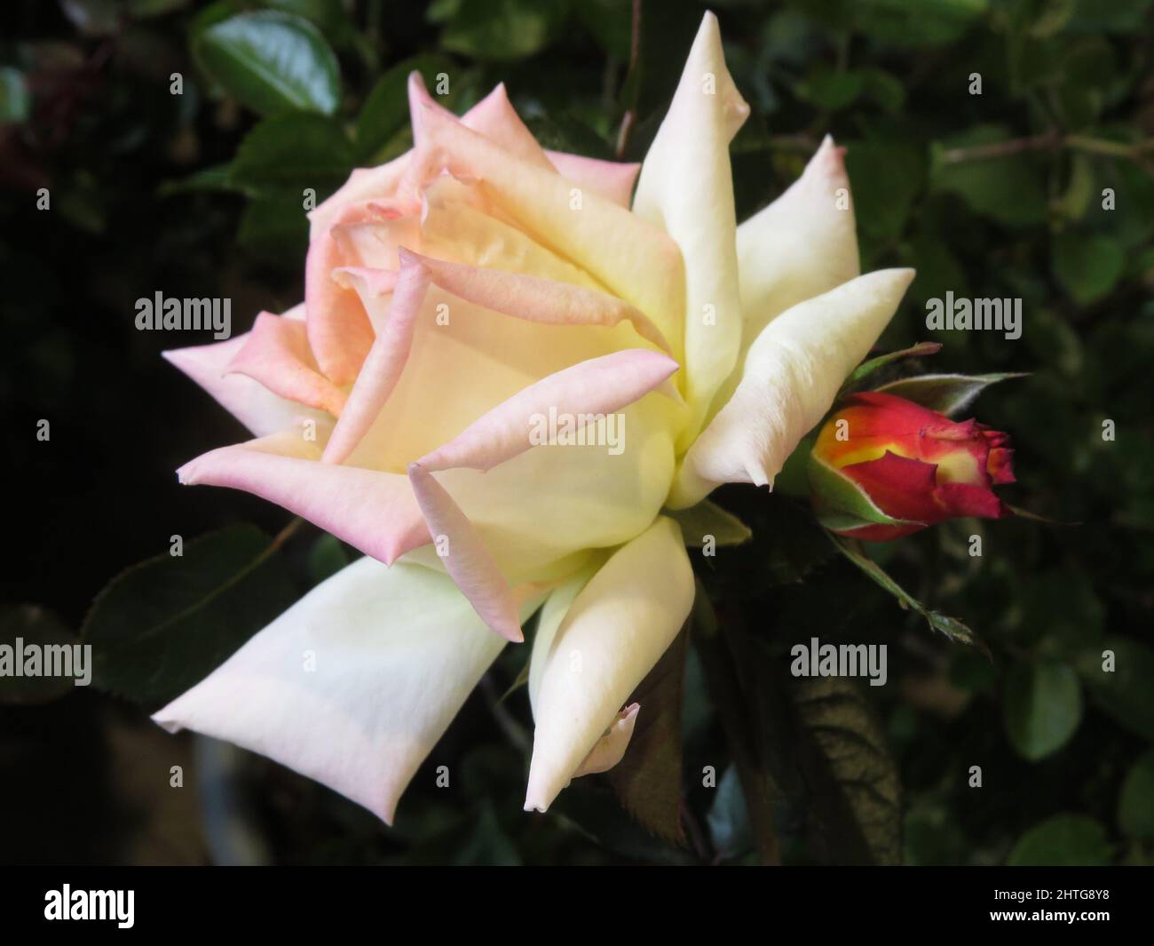 Closeup of a beautiful white rose growing in a garden Stock Photo - Alamy
