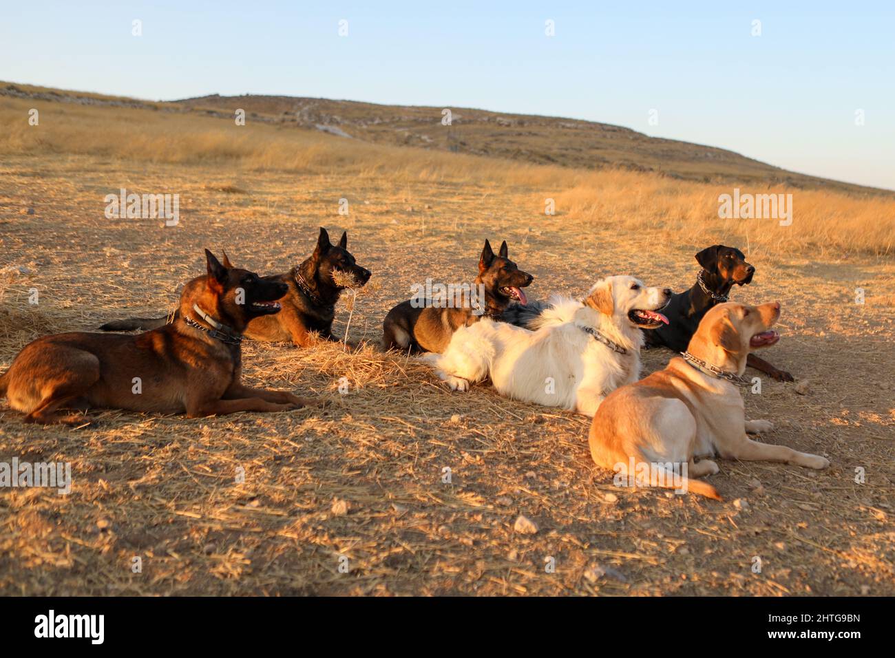 Trains dogs and a group of different dogs Stock Photo - Alamy