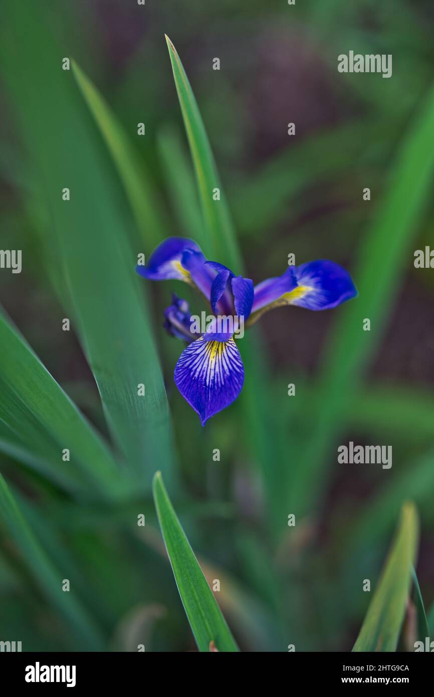 Dark blue color on flower hi-res stock photography and images - Alamy
