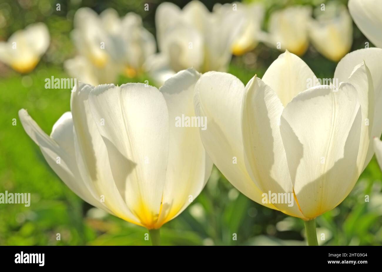 White tulips in the garden. A photo of beautiful white tulips in the ...