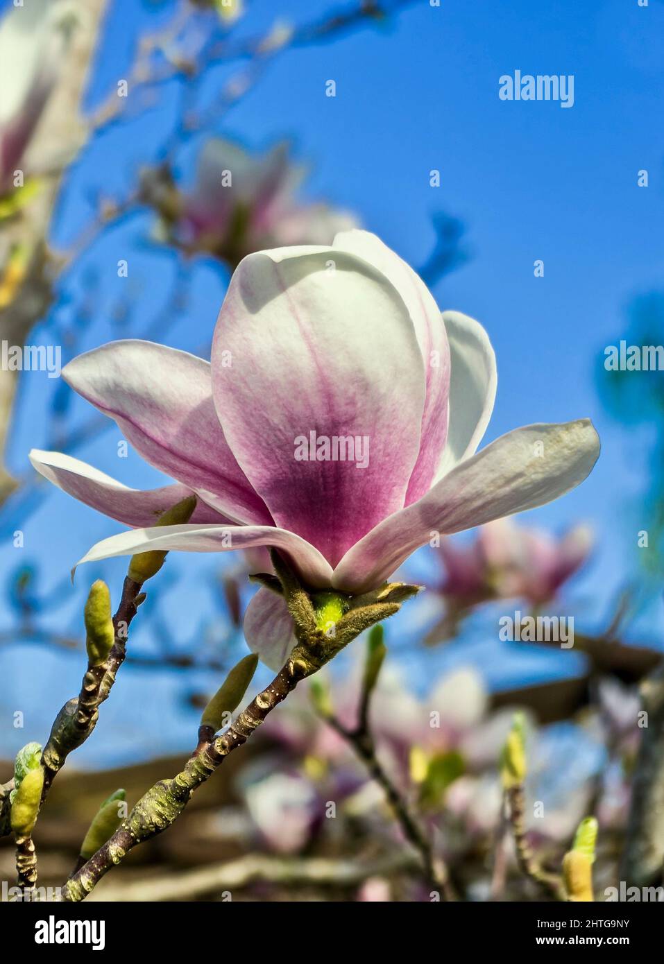 Magnoliales tree hi-res stock photography and images - Alamy