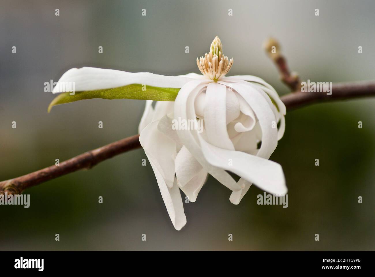 Magnoliales tree hi-res stock photography and images - Alamy