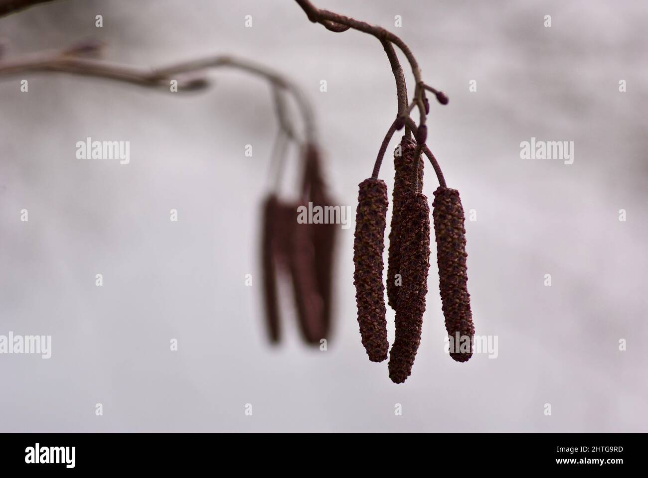 Black alder sweden hi-res stock photography and images - Alamy