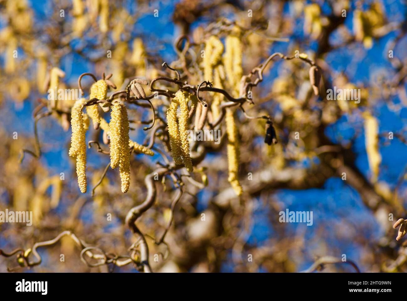 Corkscrew hazel tree hi-res stock photography and images - Alamy