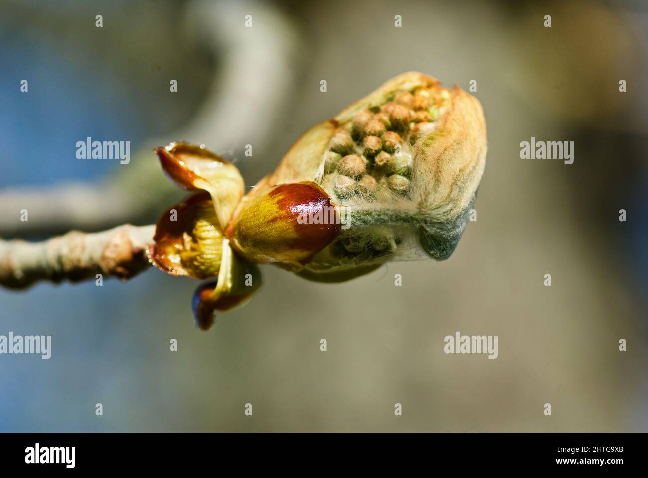 Twig of Horse Chestnut tree with flower bud in spring Stock Photo - Alamy