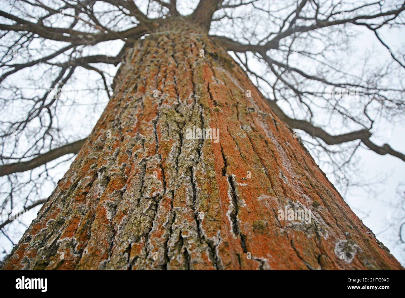 A large, sprawling oak in winter - a view of the crown covered with ...