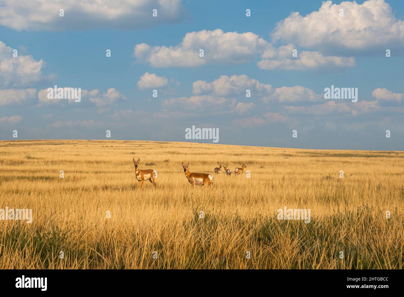 proghorn antelope grazing on the open prairie in Weston County Wyoming ...