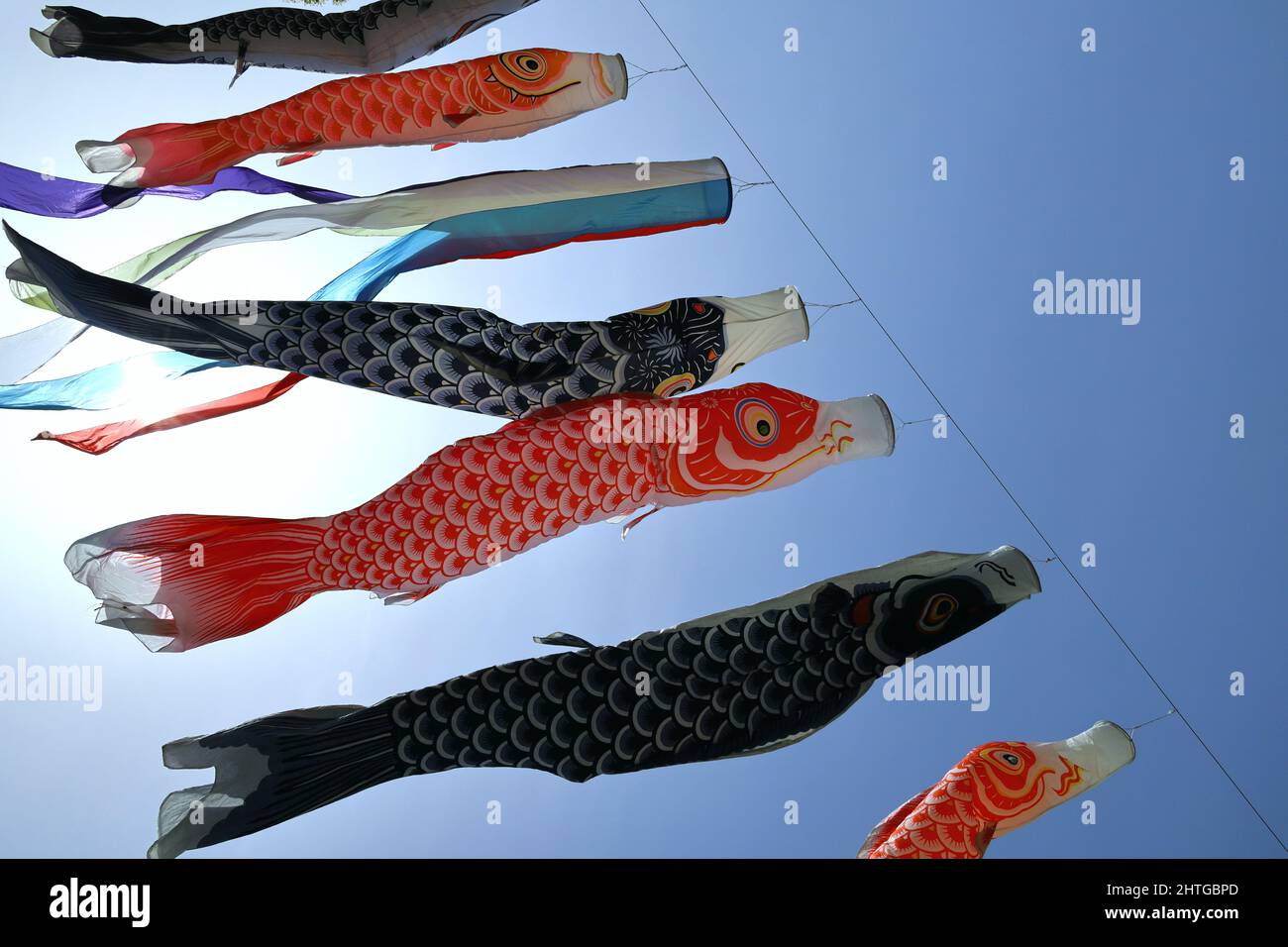 A blue clear sky and a Koi fish streamer swaying in the wind Stock ...