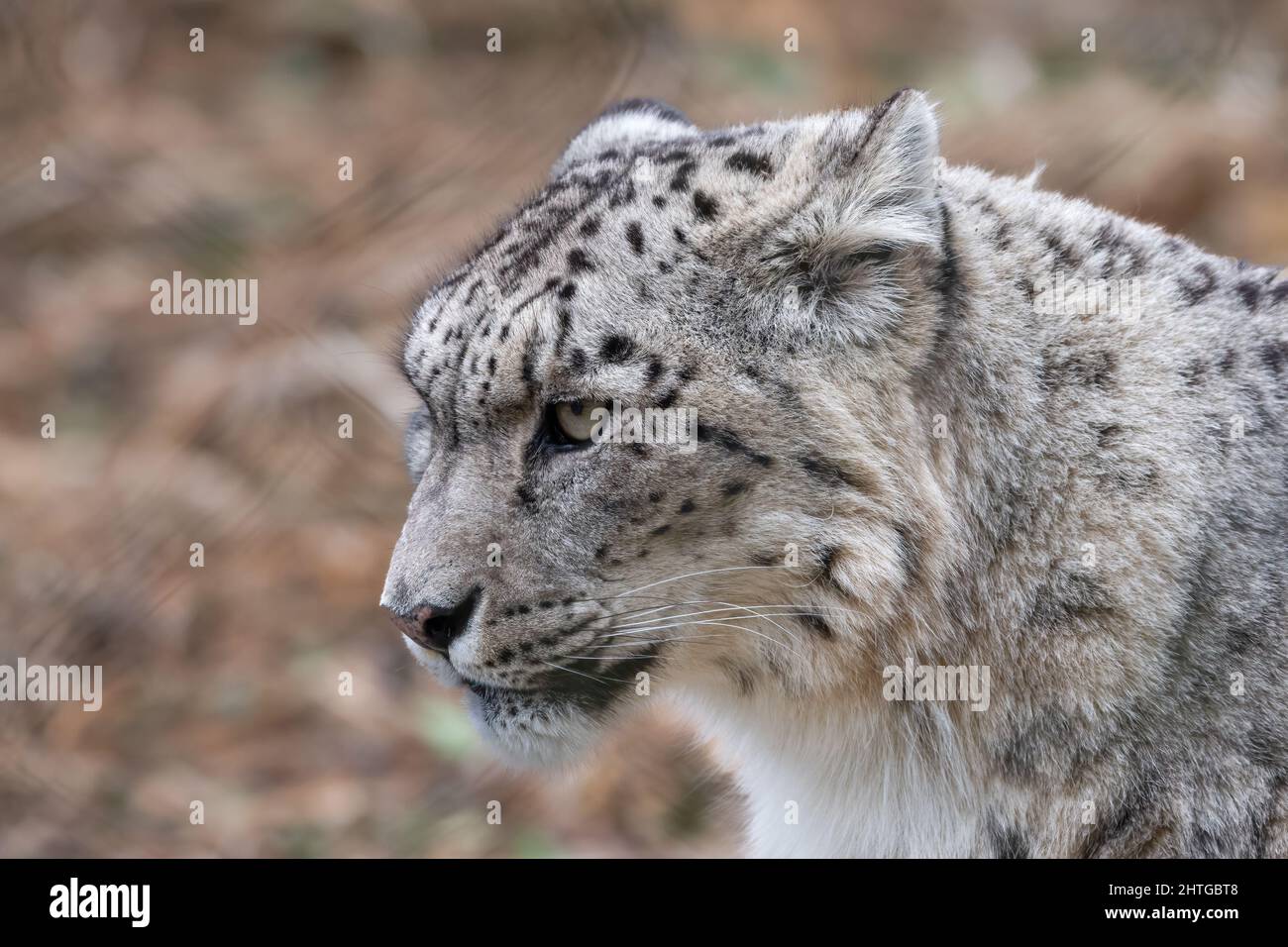 Snow leopard side on portrait Stock Photo - Alamy