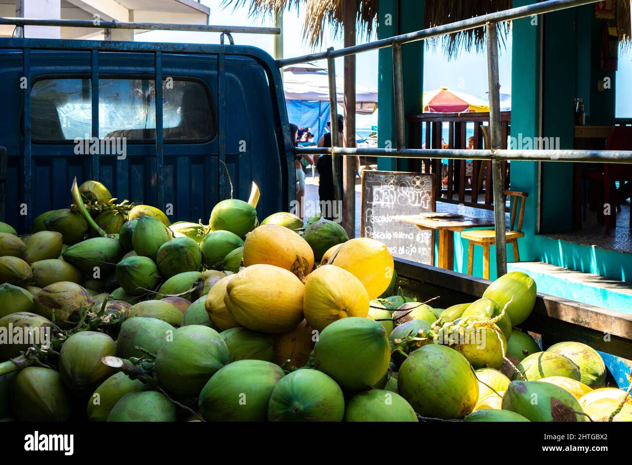 Pile of fresh coconuts transported on a pick up truck for selling ...