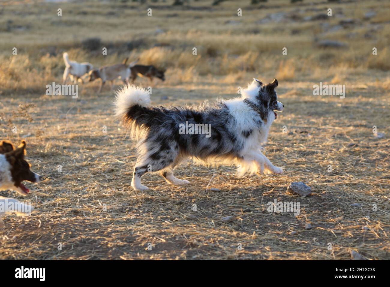 Trains dogs and a group of different dogs Stock Photo - Alamy