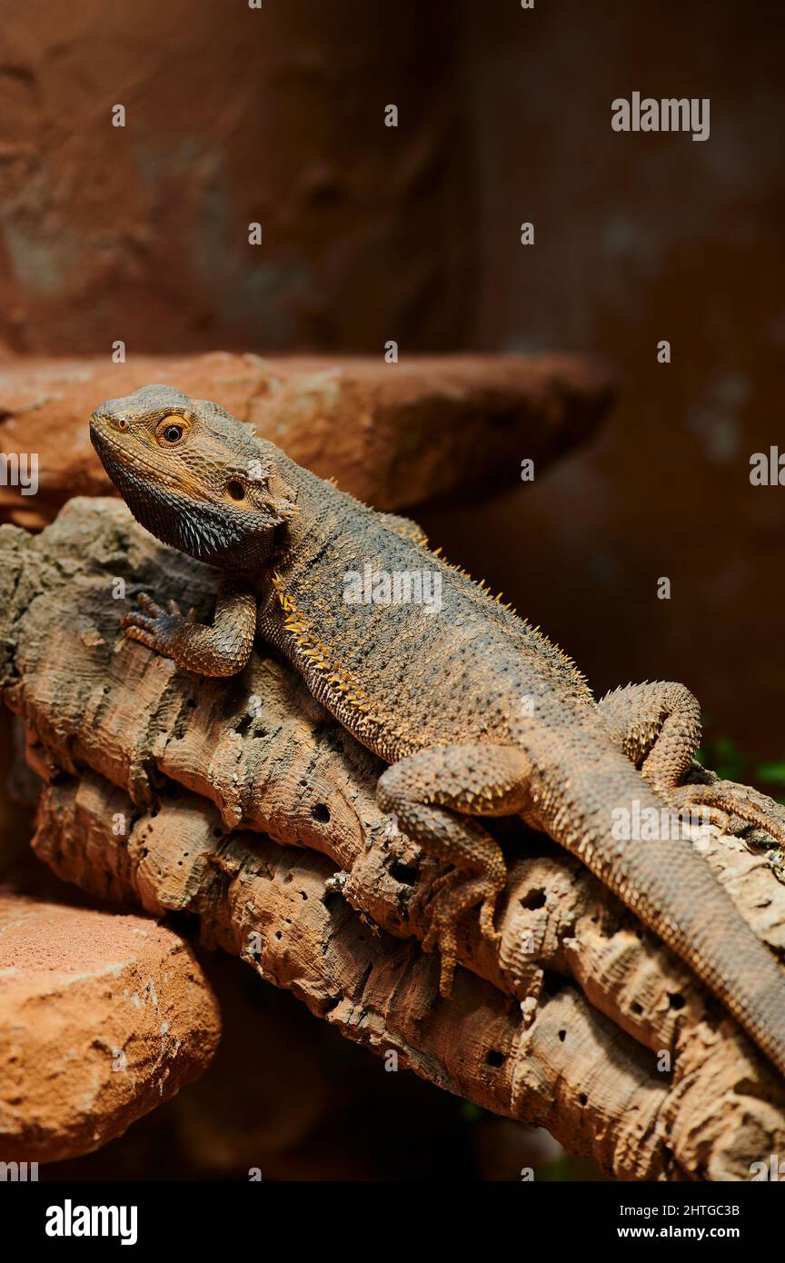 small male bearded dragon in its terrarium Stock Photo - Alamy