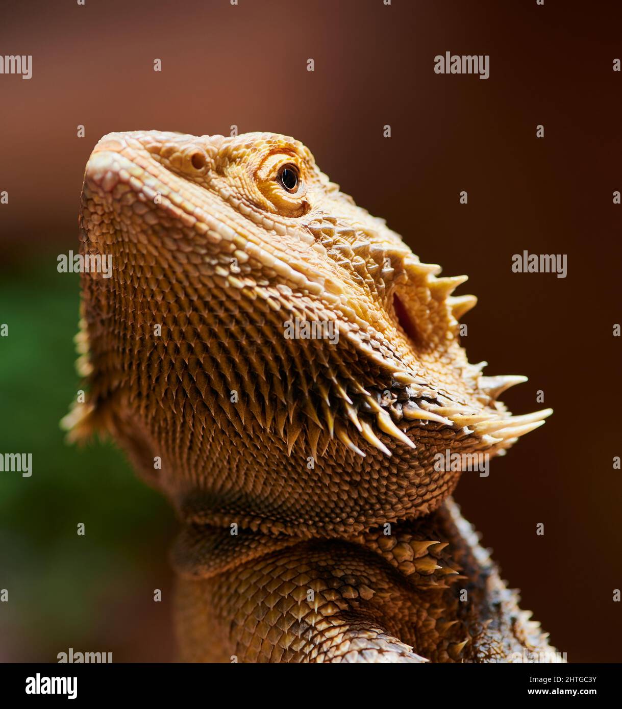 Bearded dragon head hi-res stock photography and images - Alamy