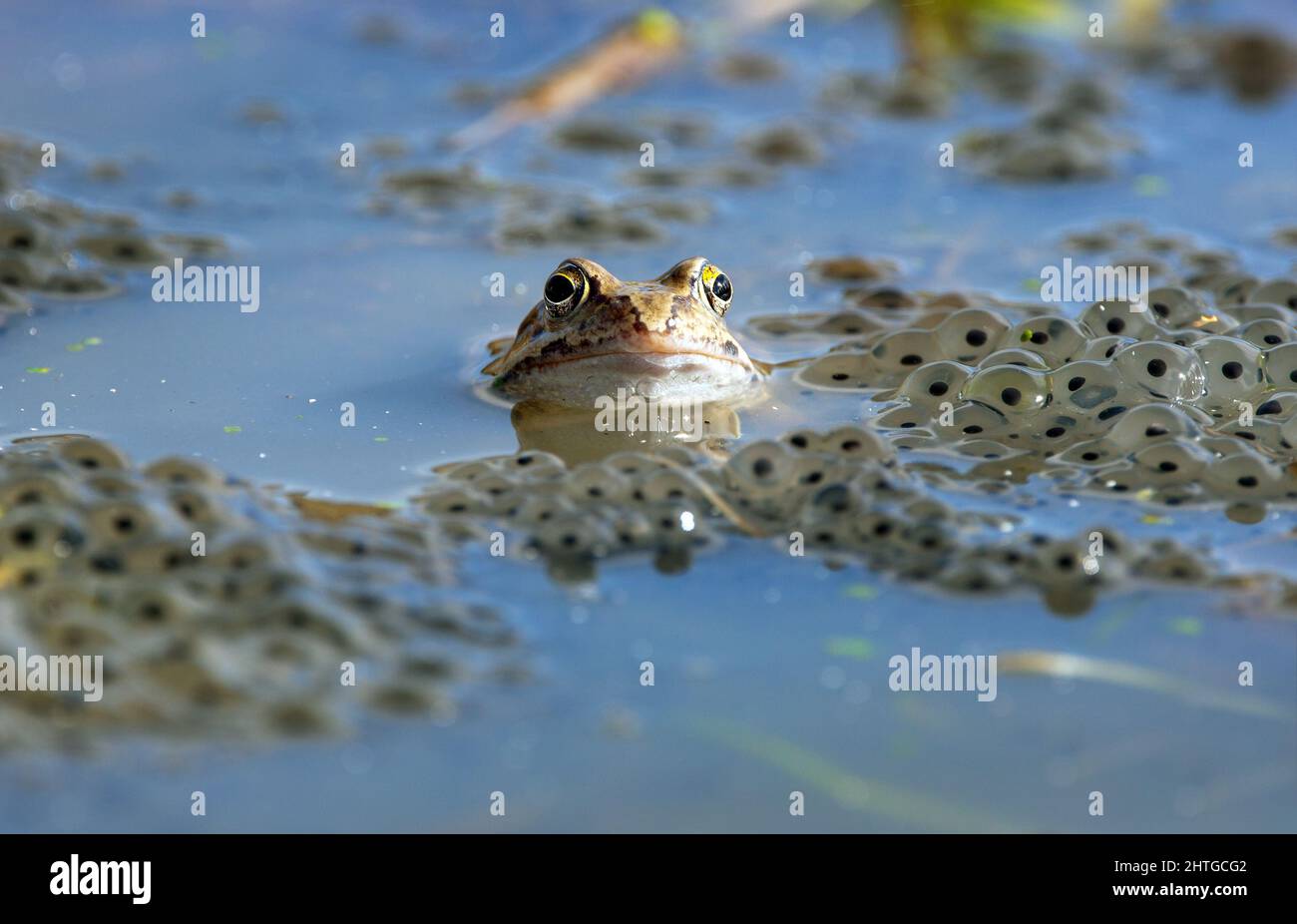 European Common brown Frog in latin Rana temporaria with eggs Stock Photo - Alamy