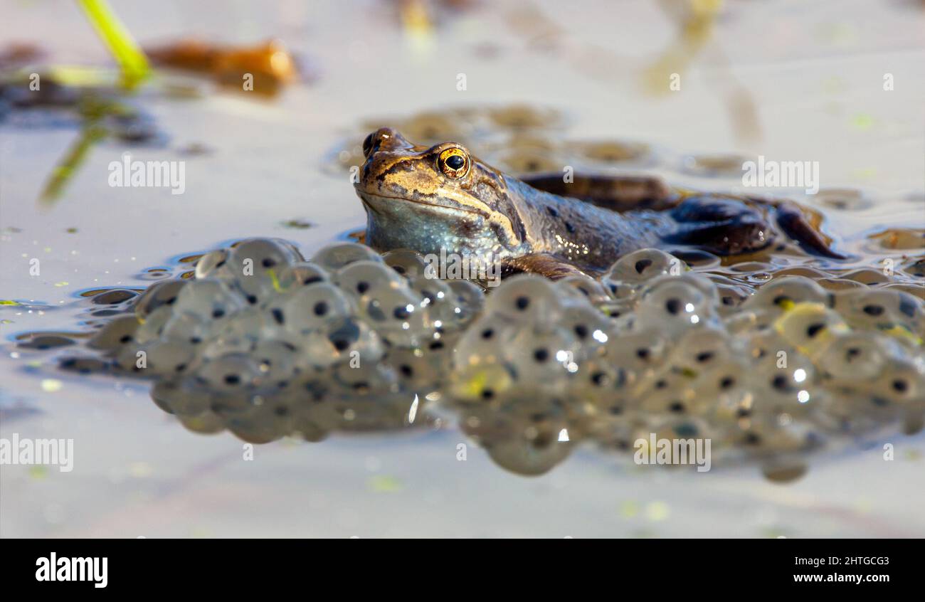 European Common brown Frog in latin Rana temporaria with eggs Stock Photo - Alamy