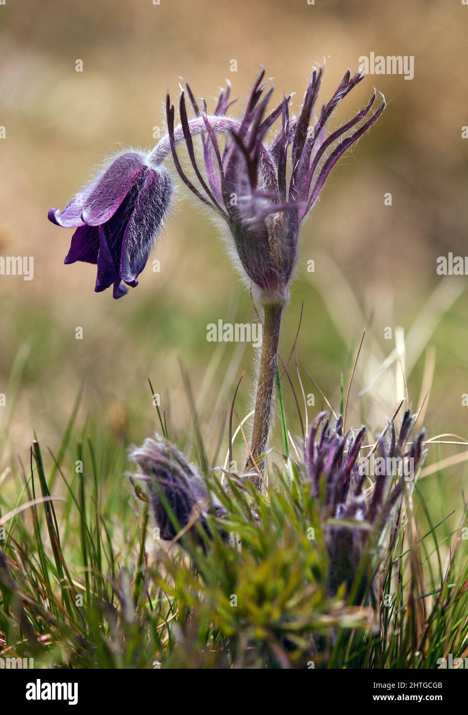 Pasqueflower. Beautiful flower of small pasque flower or pasqueflower ...