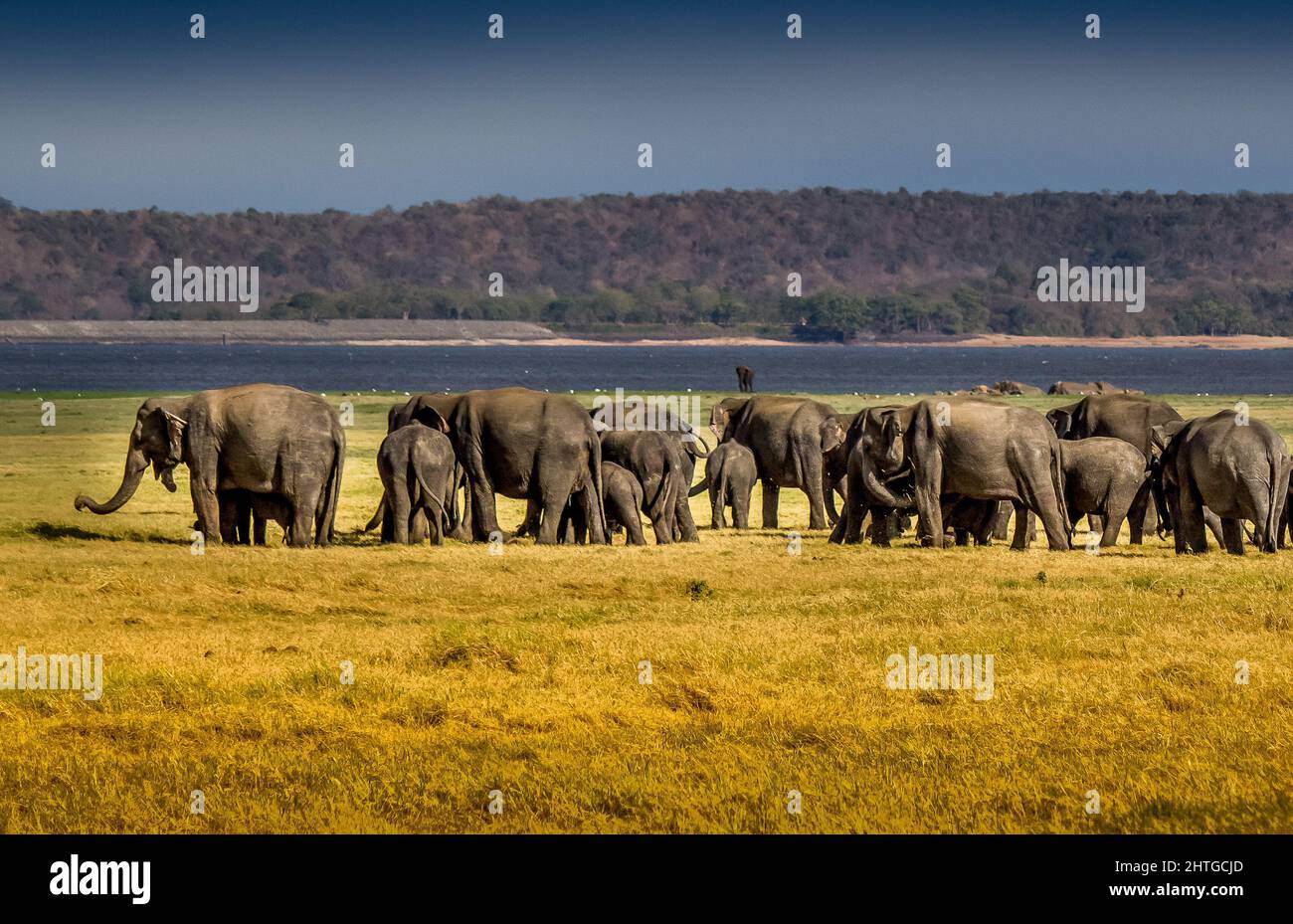 Herd of elephants on a grassy field beside a river Stock Photo - Alamy