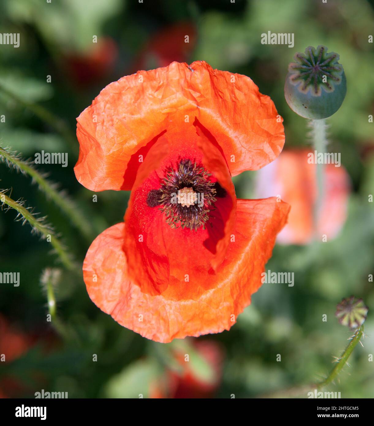 red poppy, flower detail, weed plant, beautiful flower Stock Photo - Alamy