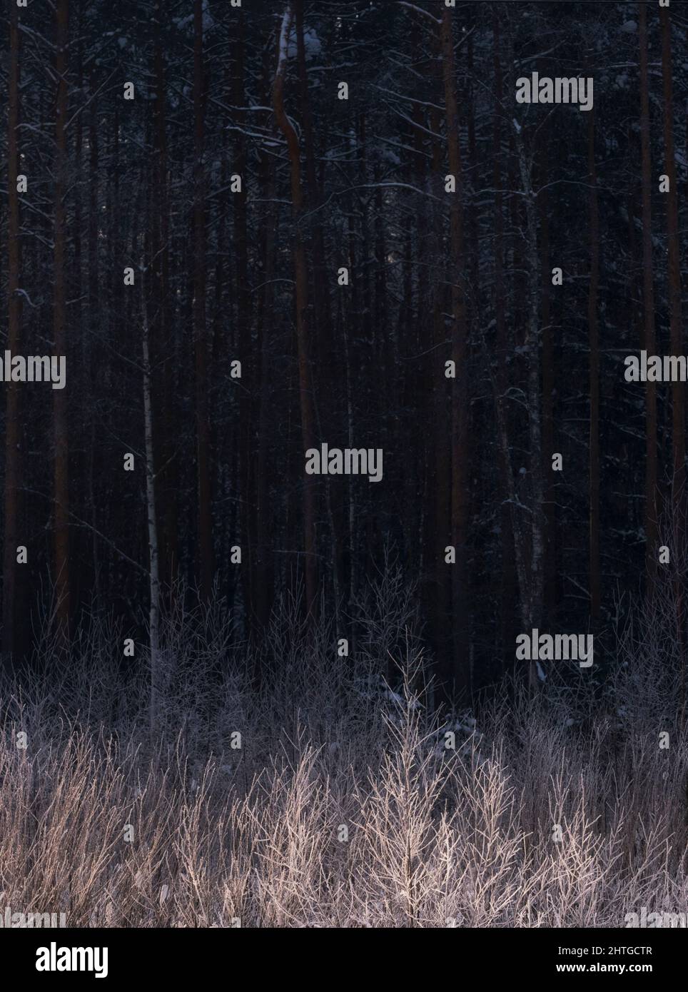 Winter scene in a forest with frozen branches a dark moody and gloomy ...