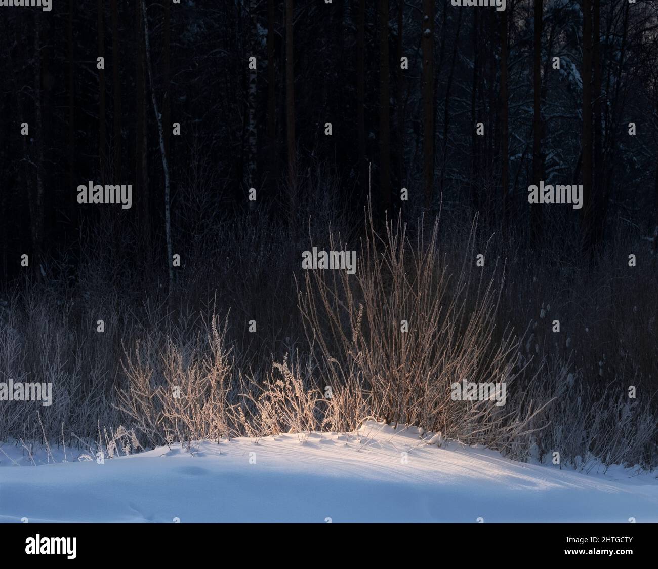 Winter scene in a forest with frozen branches during a dark moody and ...