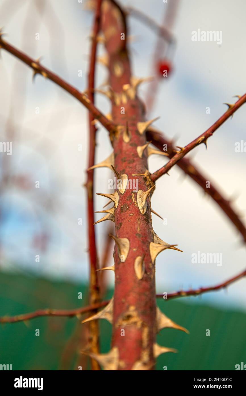 Sharp thorns hi-res stock photography and images - Alamy