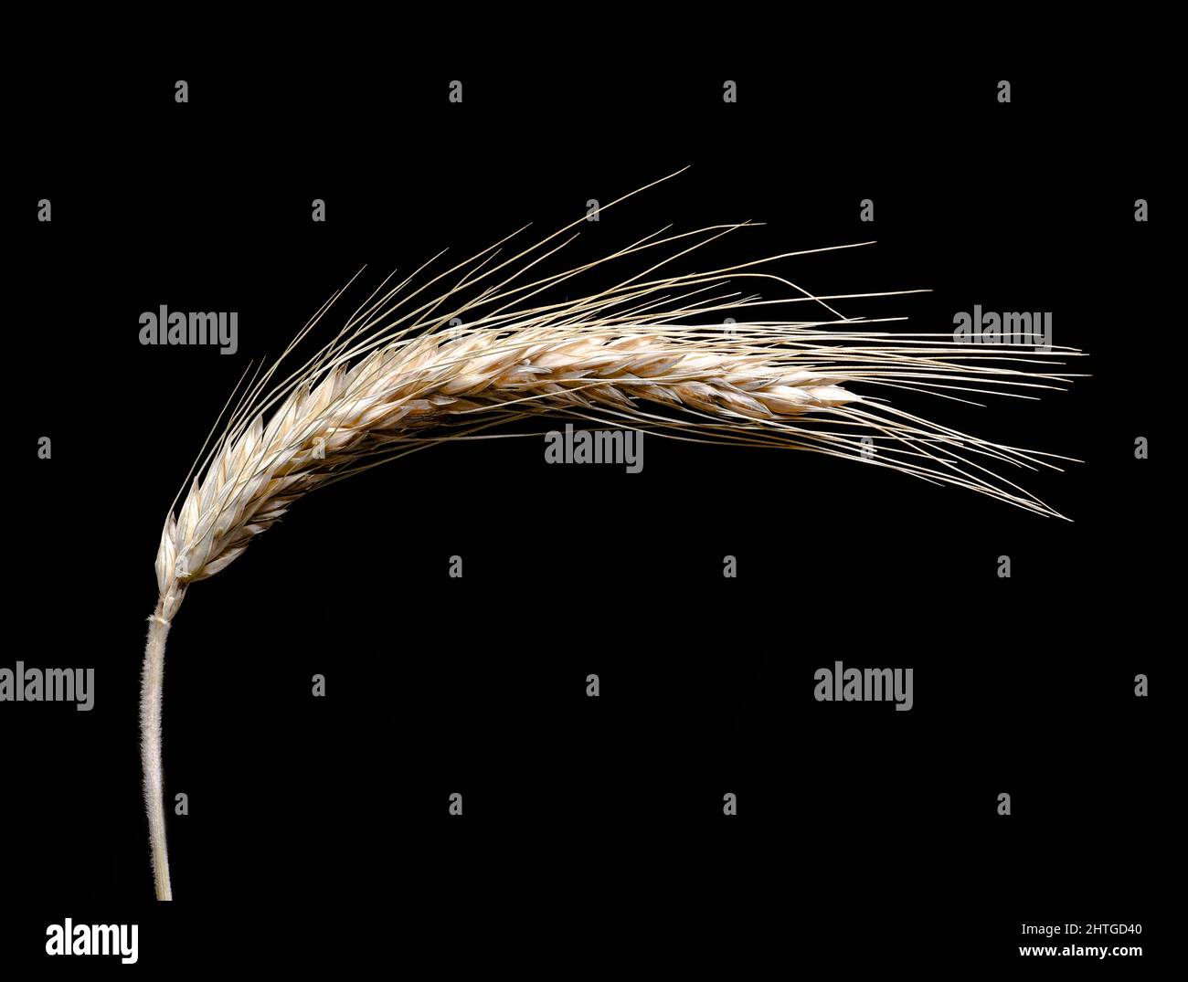 Grano bio hi-res stock photography and images - Alamy