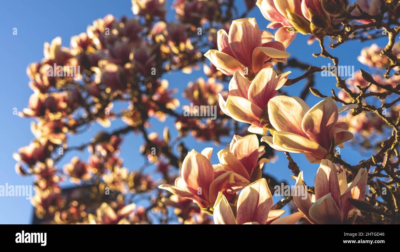 magnolia in bloom Stock Photo - Alamy