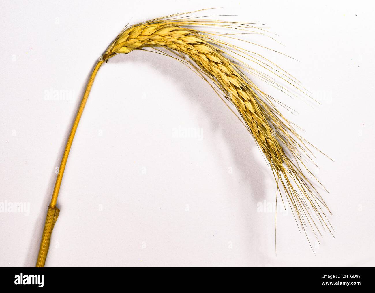 spighe di grano Stock Photo - Alamy