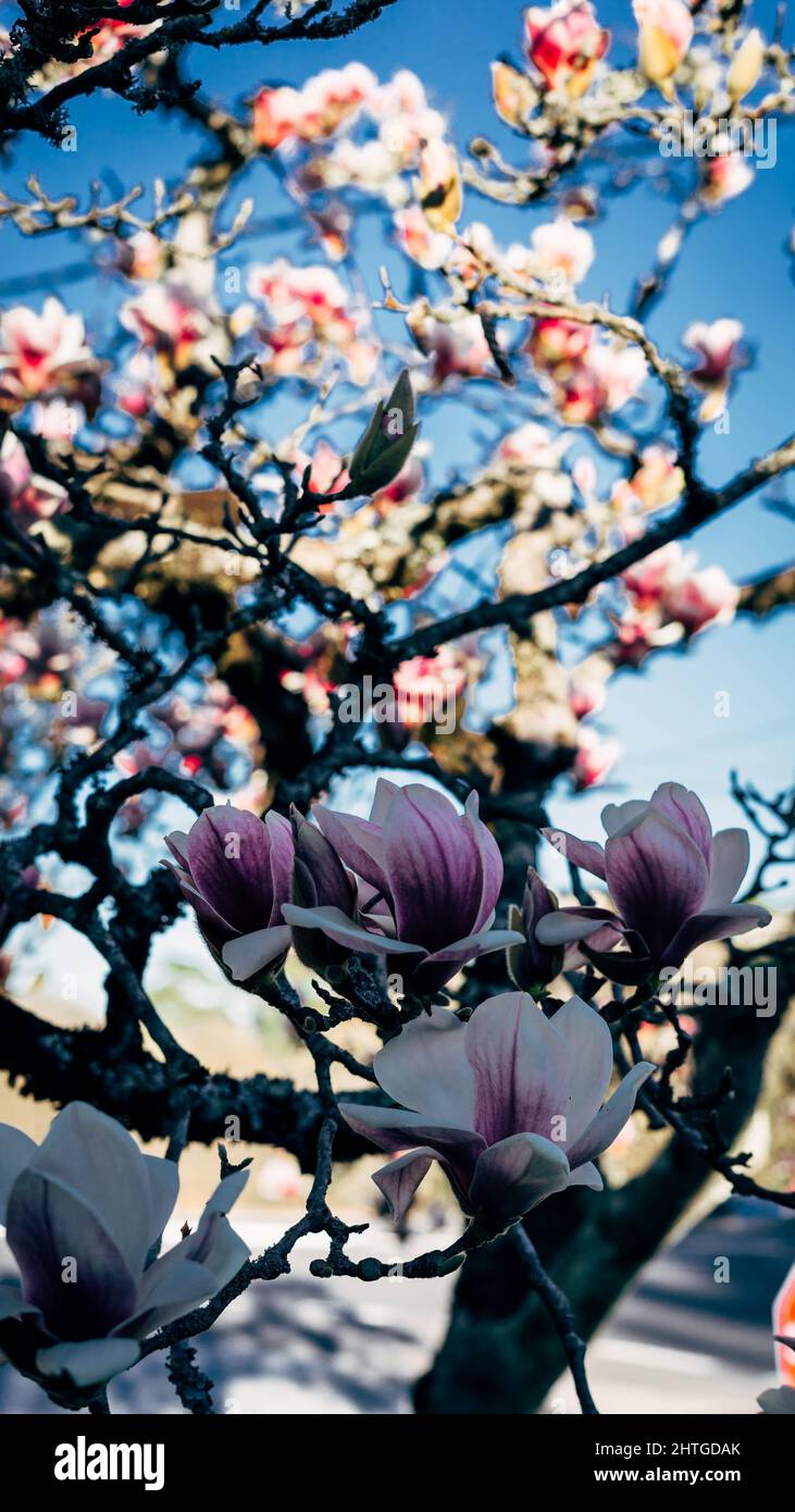 magnolia in bloom Stock Photo - Alamy