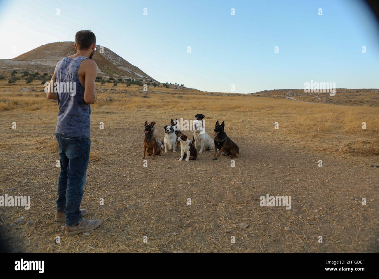 Trains dogs and a group of different dogs Stock Photo - Alamy