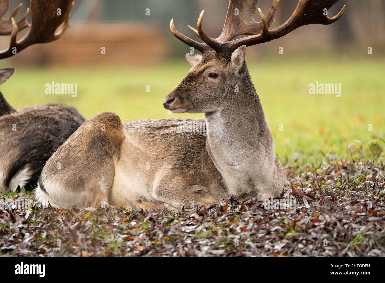 Deer sitting on leaves hi-res stock photography and images - Alamy