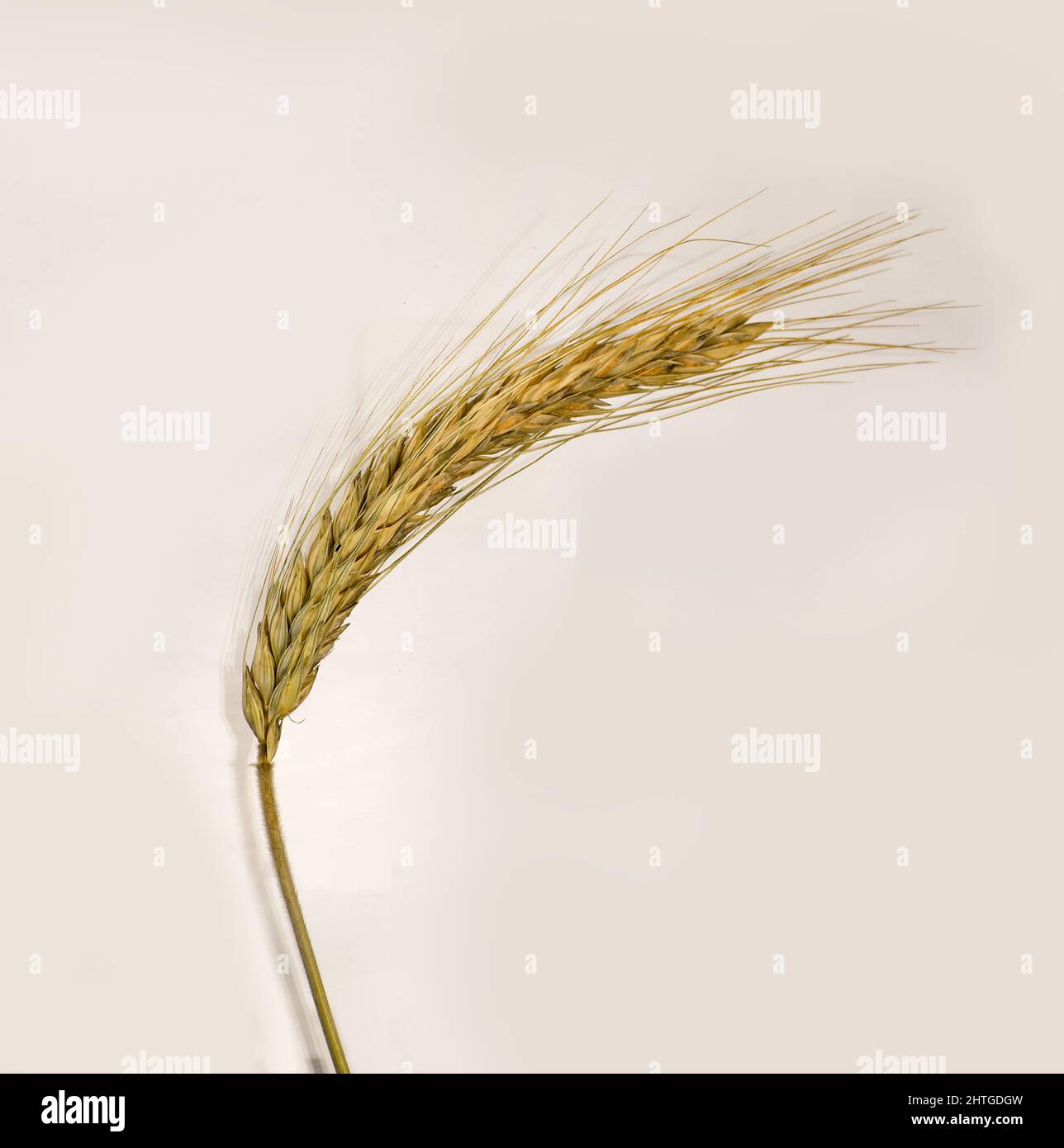 Grano bio hi-res stock photography and images - Alamy
