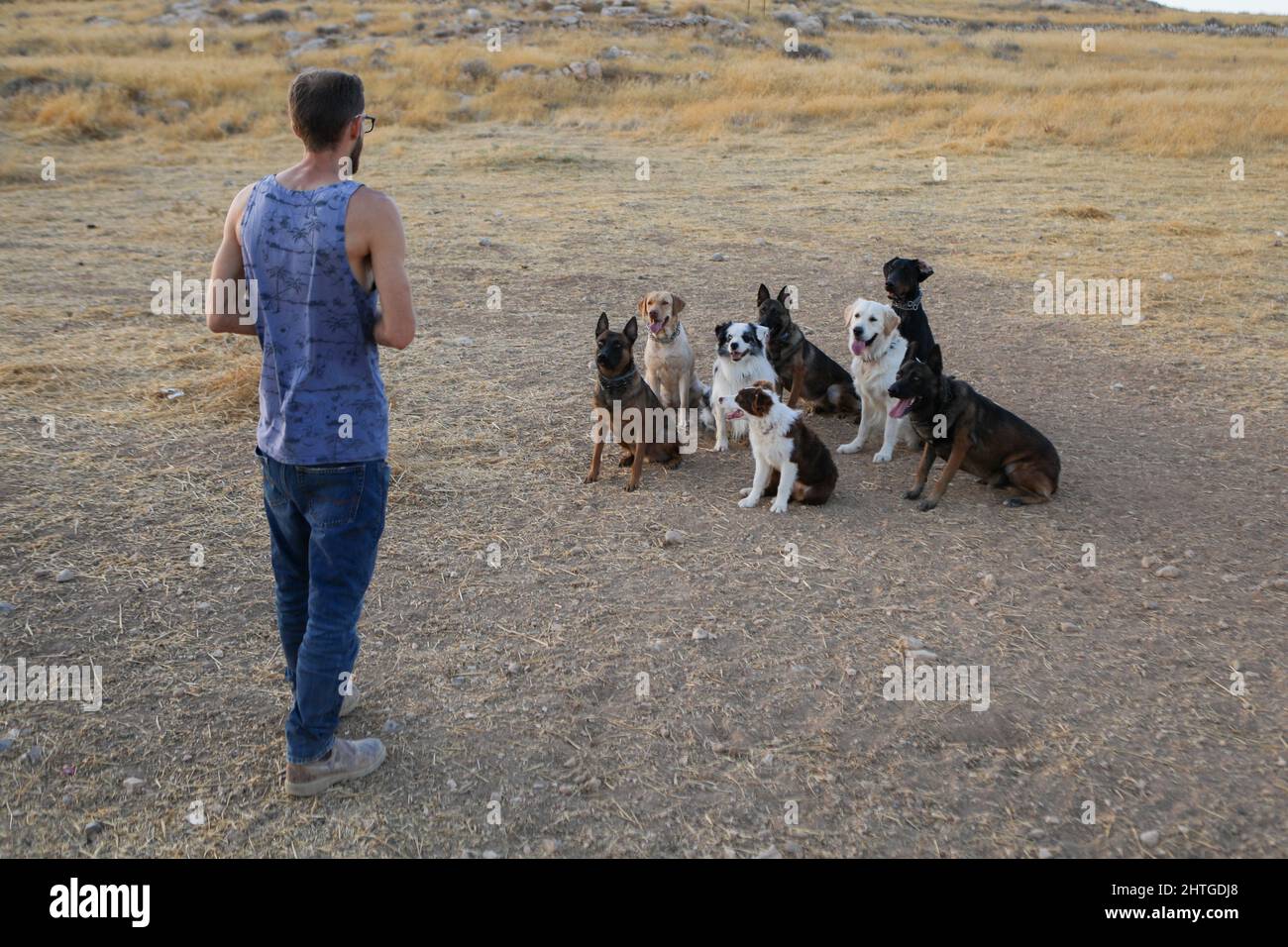 Trains dogs and a group of different dogs Stock Photo - Alamy